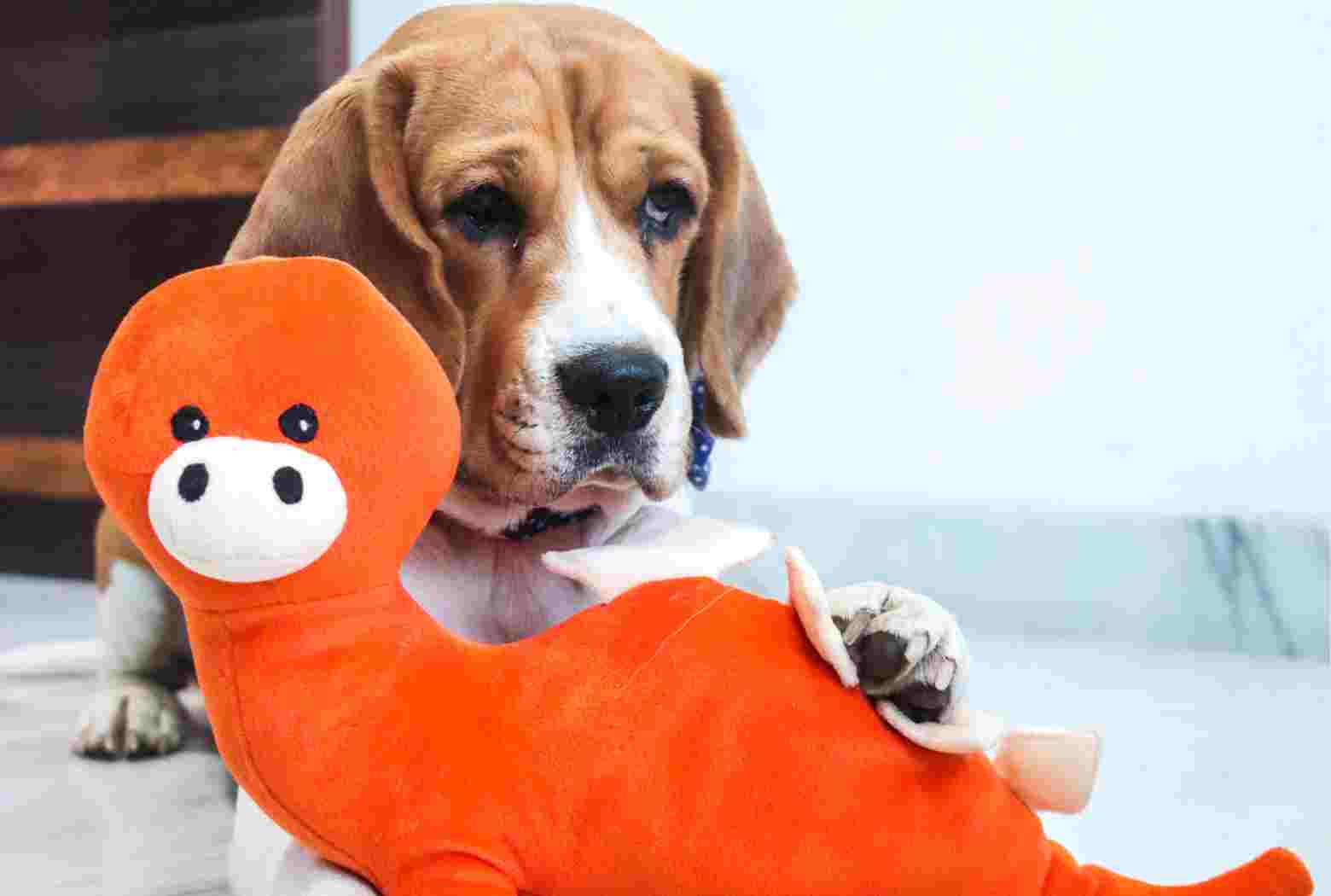 5 Helpful Ways to Make your Paw-Friend Happier – Eddie Teddie & Co.